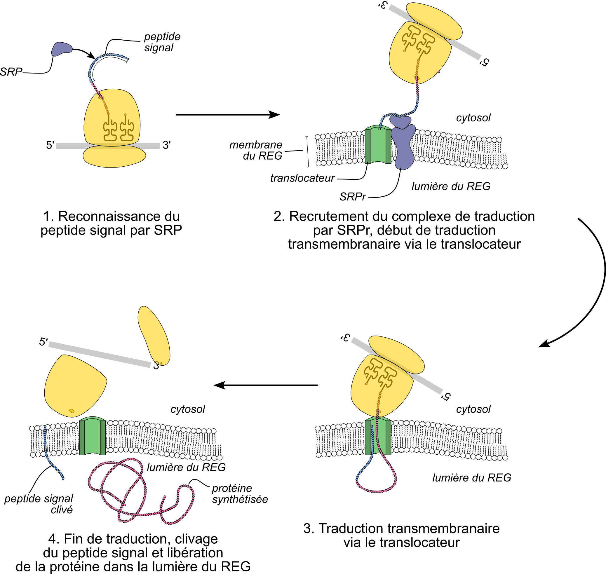 La traduction : de l’ARN messager à la protéine | Planet-Vie